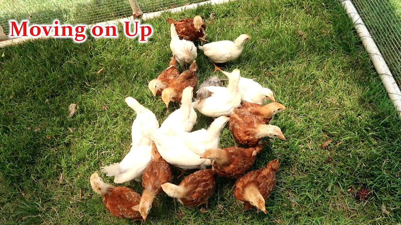 Moving on Up - YouTube