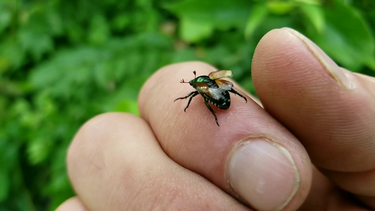 Japanese Beetle taking flight - YouTube