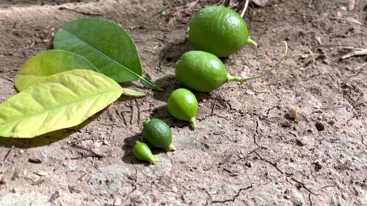 lemon tree farming | Growth stages of lemon tree - YouTube