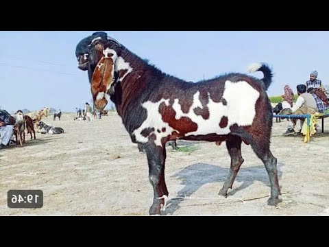 hasalpur Bakra Mandi fresh update 2025 ke Kurbani wale Bakre ka rate ...
