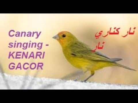تغريد الكناري: - Chant de Canari - Canary Singing: The Universal ...