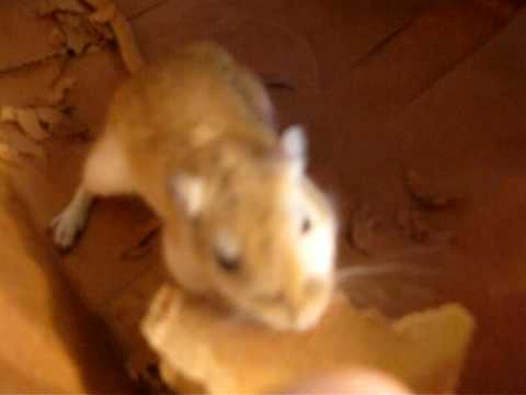 Gerbil Paper Shredding Recycling Service - YouTube