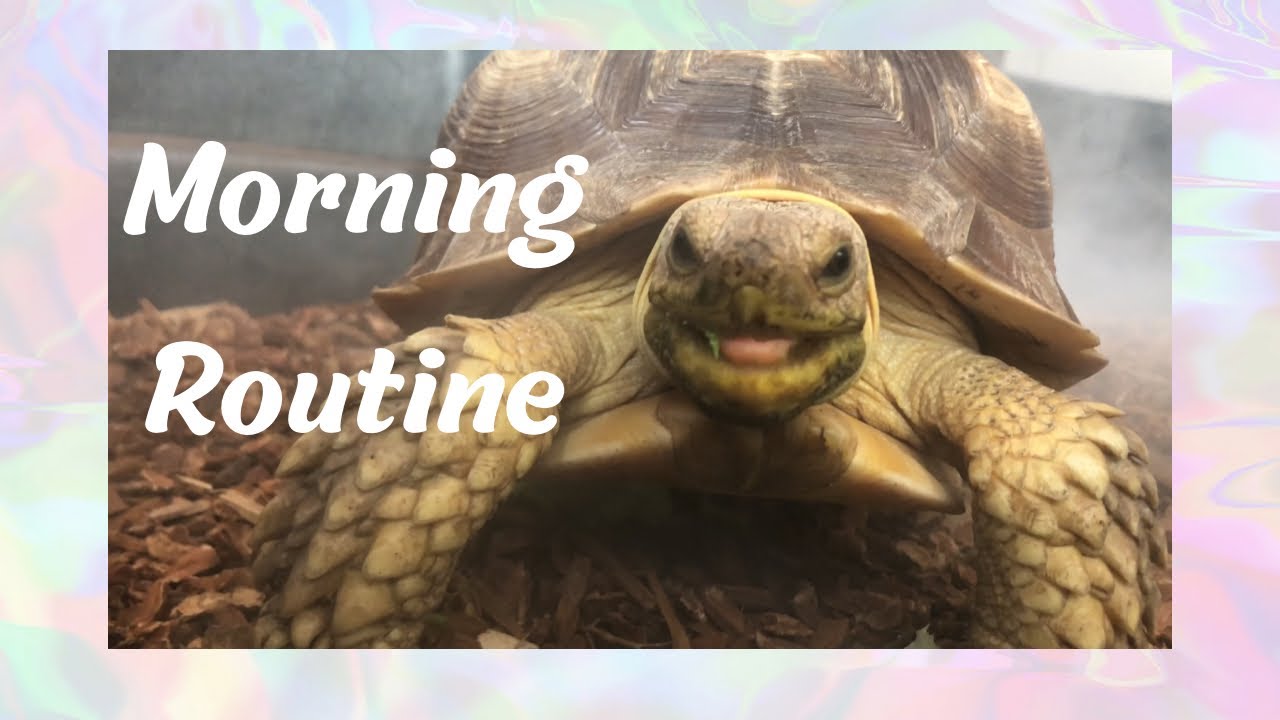 My Tortoise’s Morning Routine 🐢🧼 - YouTube