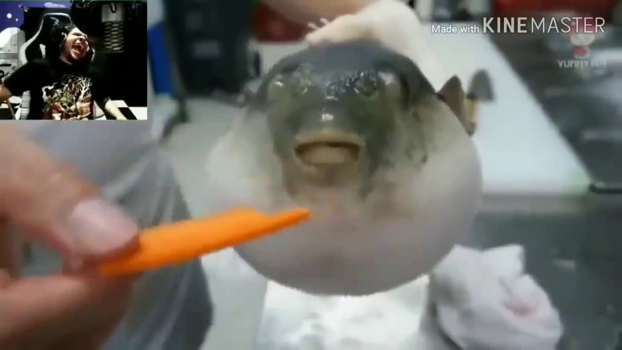 Sr Pelo Laughs at Puffer Fish - YouTube