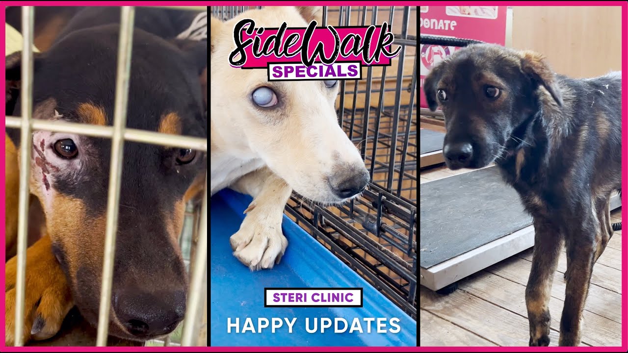 Three Heartwarming Dog Transformations! - YouTube