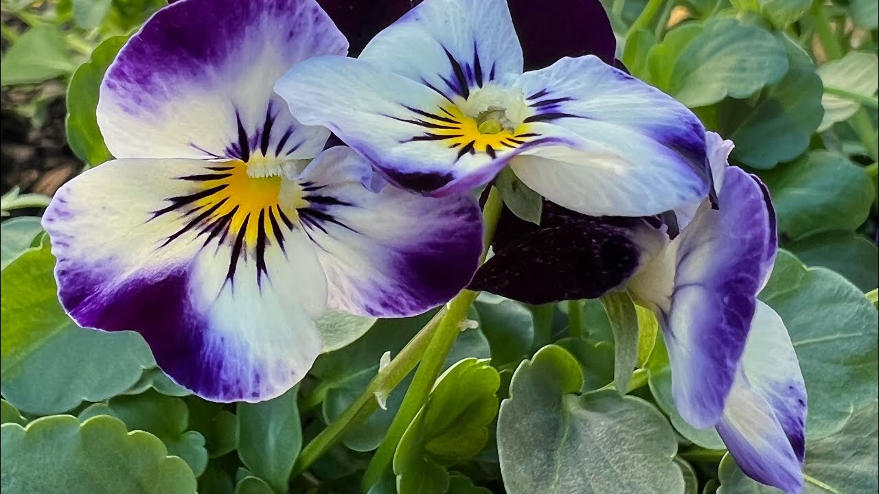 Planting bulbs and violas in containers! - YouTube