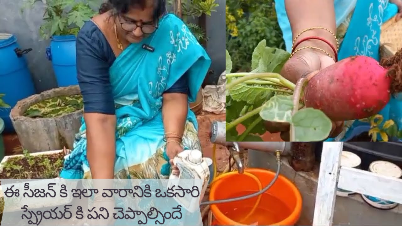 ఈ సీజన్ కి ఇలా వారానికి ఒకసారి స్ప్రేయర్ కి పని చెప్పాల్సిందే | Diy ...