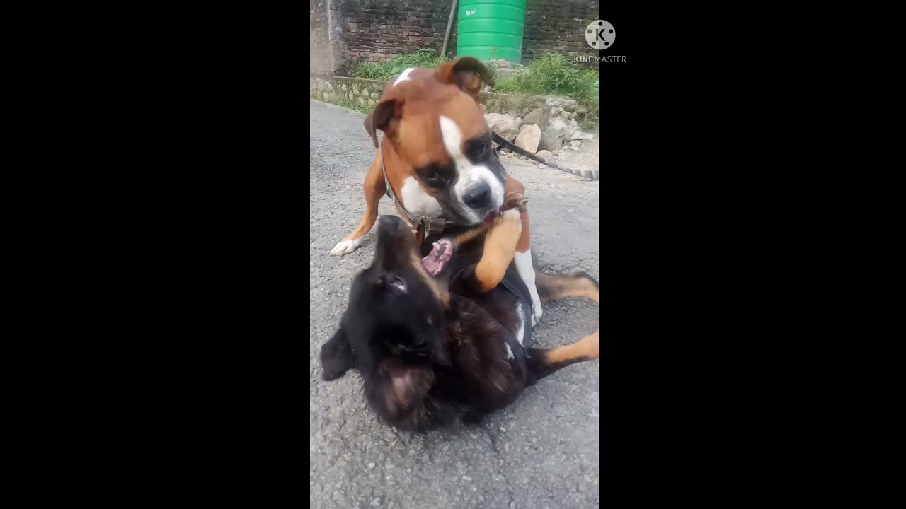 boxer dog fighting// boxer fitting with bhote kukur dog 🐶🐕 - YouTube