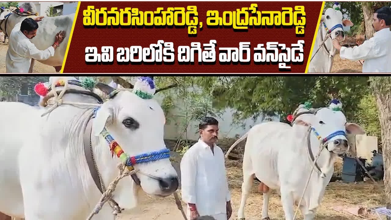 Famous Andhra Ongole Bulls Fights | Ongole Bulls Stone Races | Samayam ...