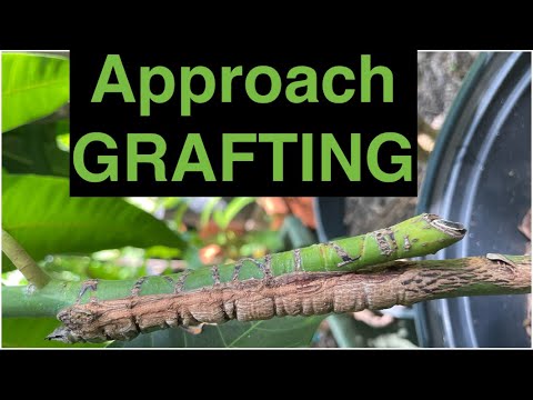 Approach Grafting Method of inarching in Mango Plant Tree - YouTube