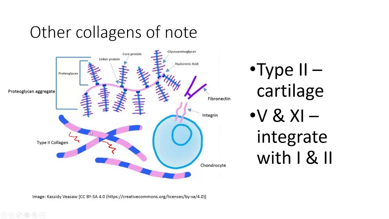 HSCI 4590 Histology--Collagen - YouTube