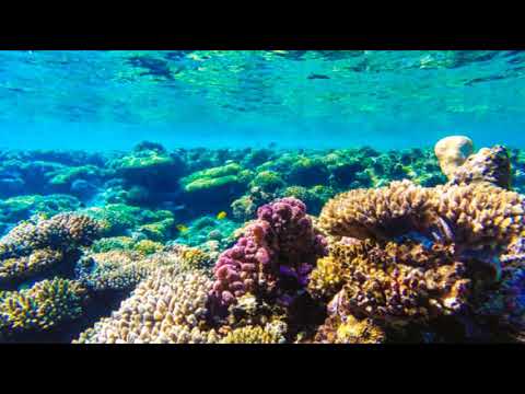 Underwater WhatsApp status 2021//Amazing/Beautiful Underwater//full HD