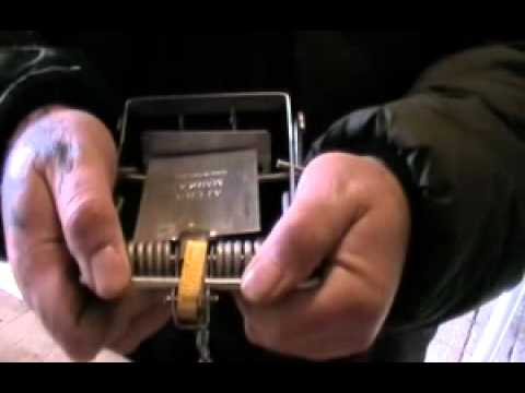 Setting Fenn Traps - www.greysquirrelcontrol.co.uk - YouTube
