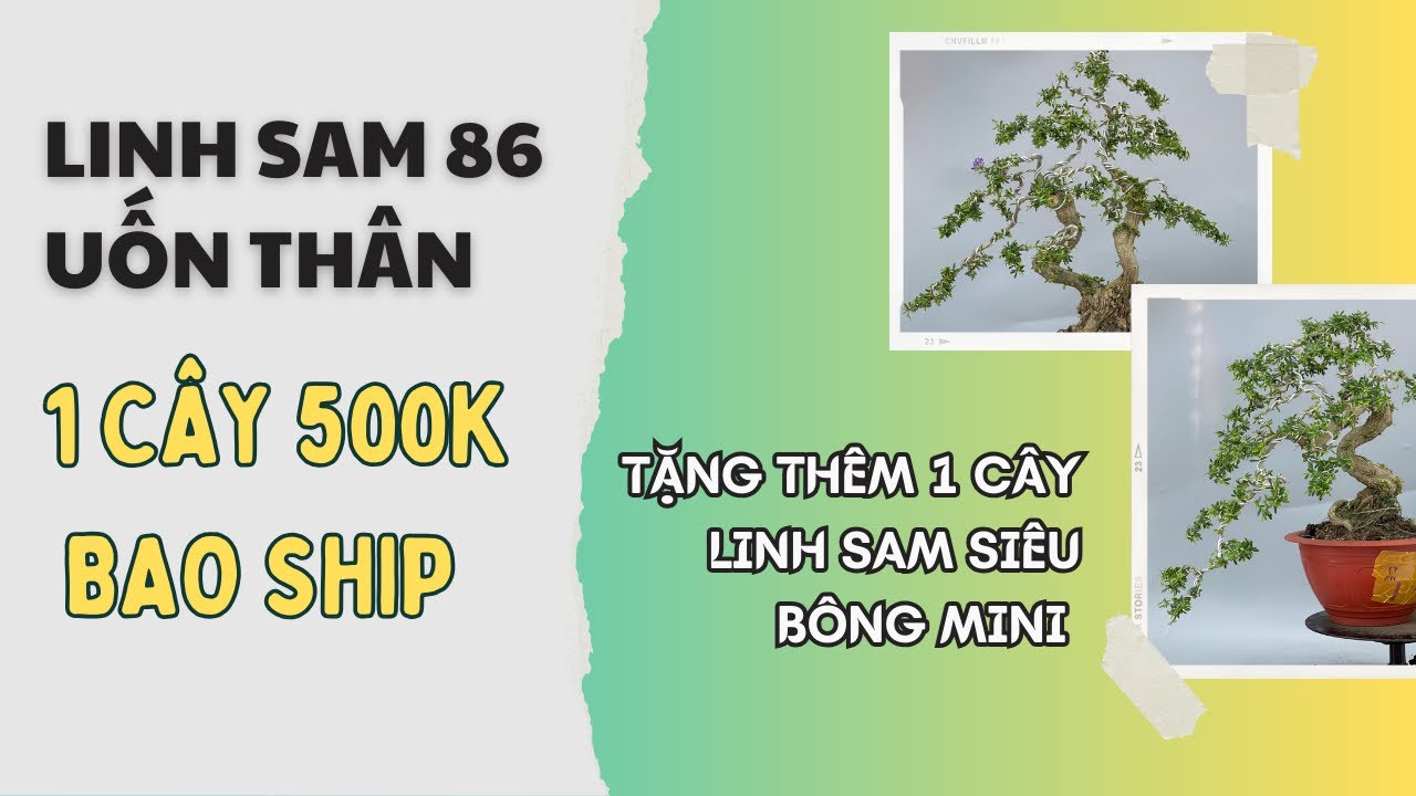 Linh sam 86 uốn thân, bonsai linh sam 86 TẶNG 1 CÂY LINH SAM SIÊU BÔNG ...