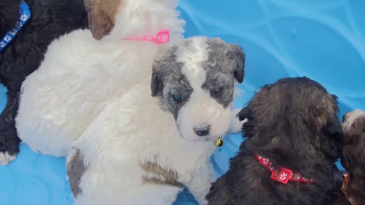 Pyredoodle Puppies - YouTube