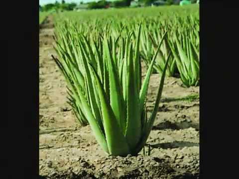 Αλοη Βερα ιδιότητες - Aloe Vera Top 10 Reasons to Drink It.mp4 - YouTube