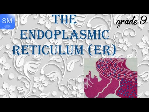 Endoplasmic Reticulum class 9 types structure function drawing easy ...