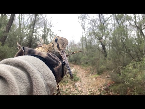 Muhteşem ferma ve takip, güzel vuruş.Epagneul Breton Barut çulluk avı.caccia alla beccaccia,Woodcock