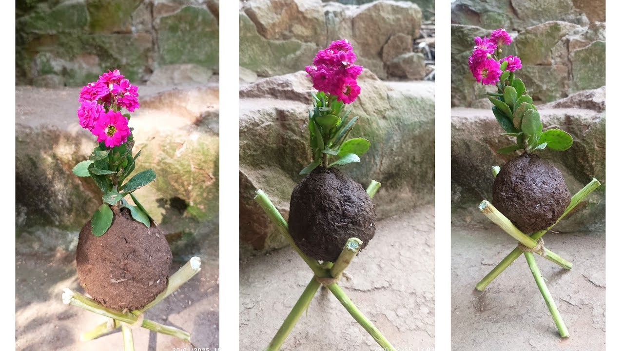 Kokedama Planting | Easy Garden | How To Make Kokedama Plants ...