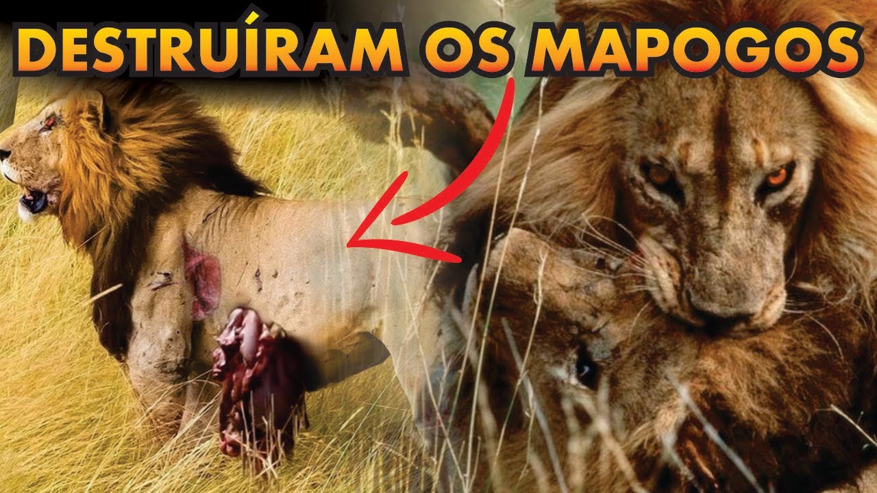 LEÃO - SELATIS OS LEÕES QUE ACABARAM COM OS MAPOGOS - YouTube