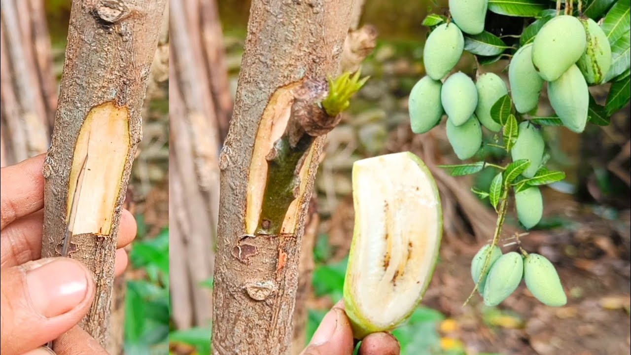 Mango bud grafting with banana 🍌 - YouTube