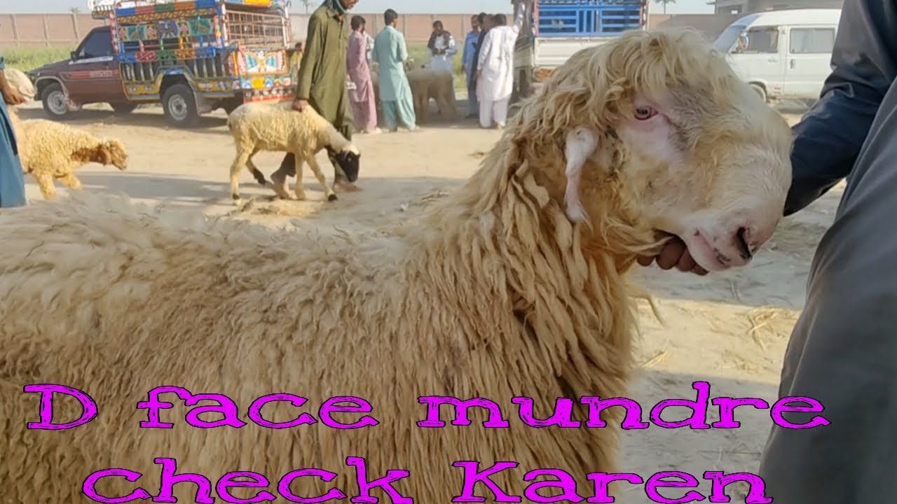 D face mundre shera print bakriyan Rajan puri bakre dera ghazi Khan ...