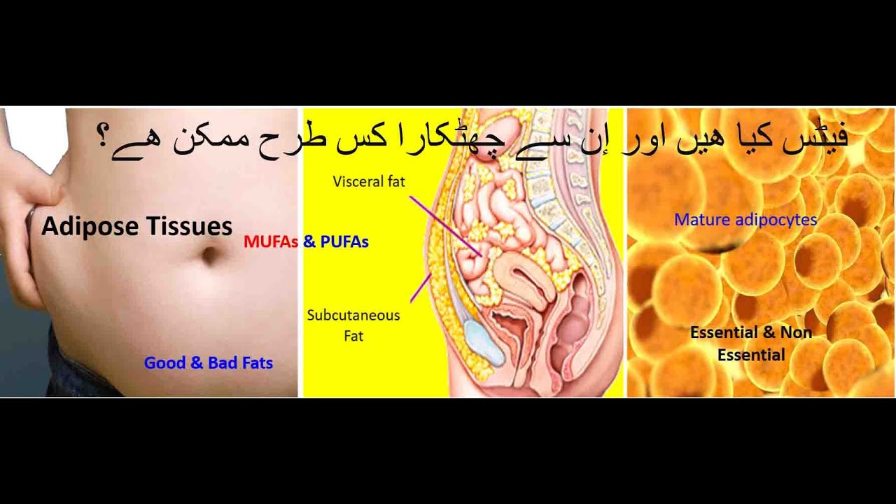 Lipid/Fat Chemistry Lecture-1 | Sources & Functions of Fats | How can ...