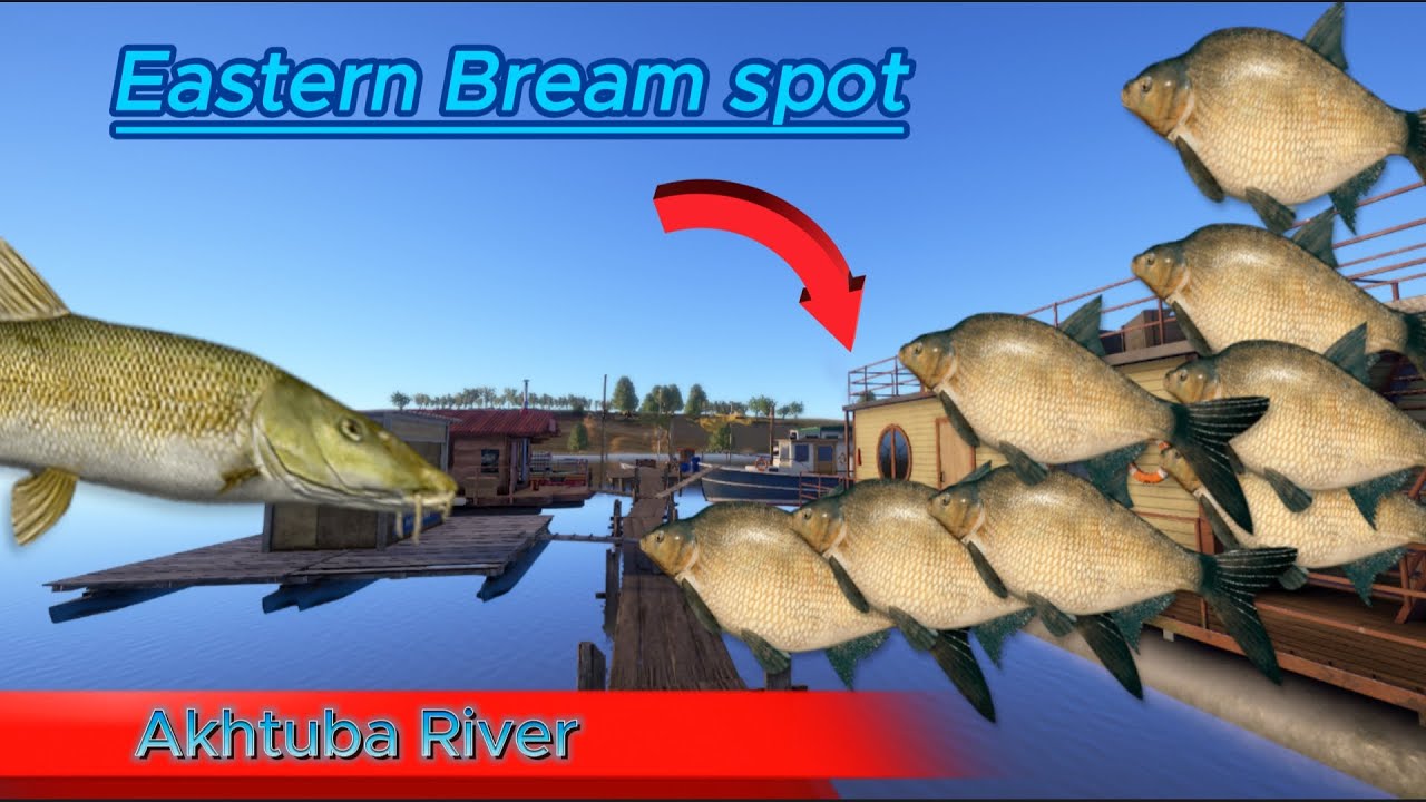 Eastern bream spot Akhtuba River Rf4 | Leszcz aralsko-kaspijski spot ...