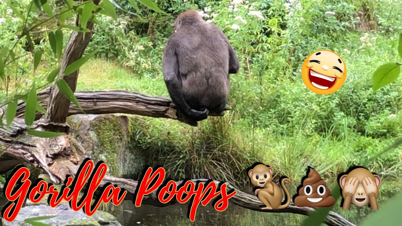 Gorilla Throws Poop Disney at Jonathan Boas blog