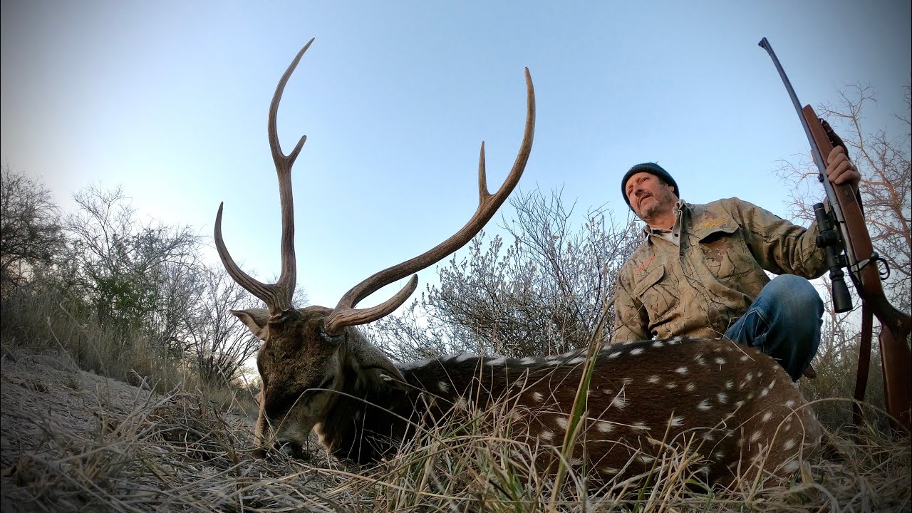 Trophy Axis Deer Hunt - YouTube