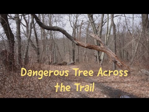 Dangerous Tree Across the Trail - YouTube