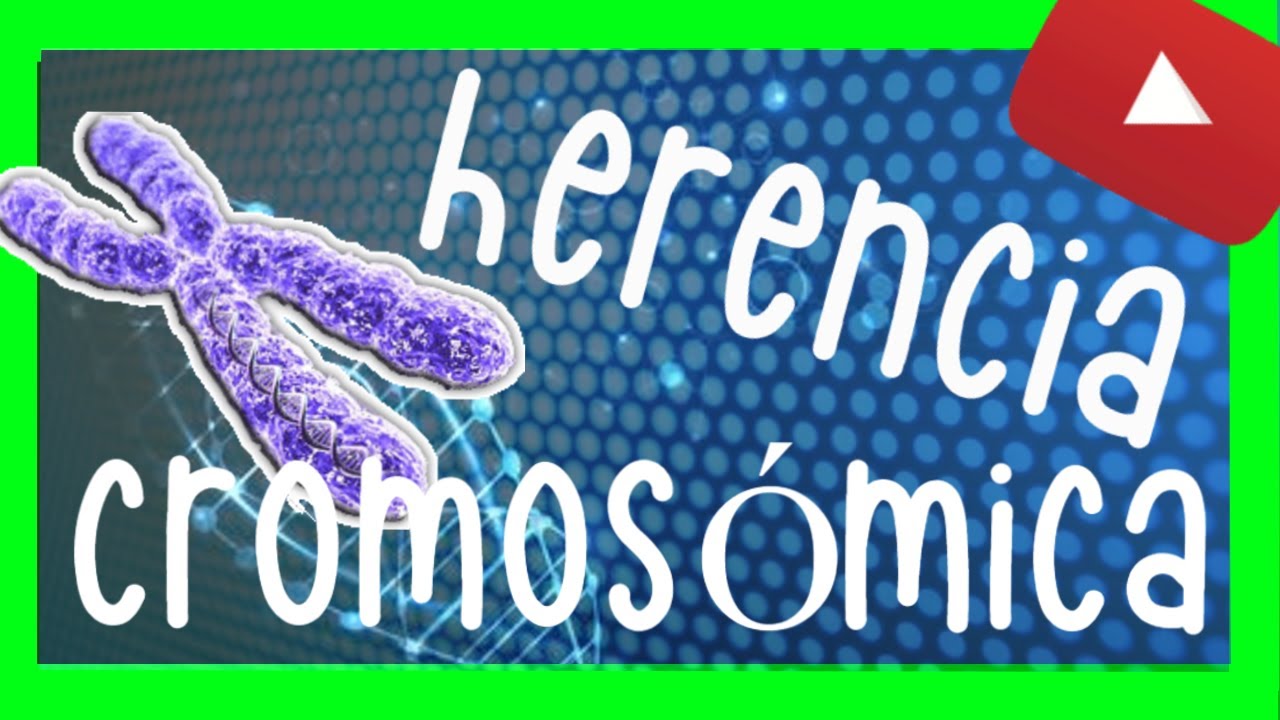 *TEORÍA CROMOSÓMICA DE LA HERENCIA* Sutton y Boveri - YouTube