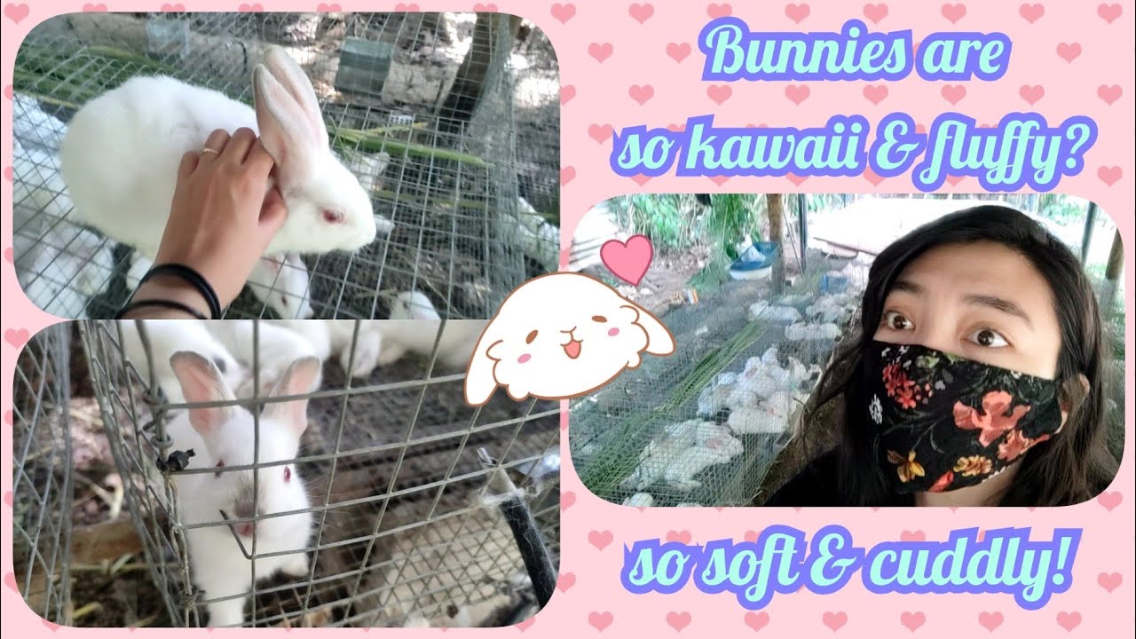 First time visiting a rabbitry | Valeora's farm at Pajo Alfonso Cavite ...