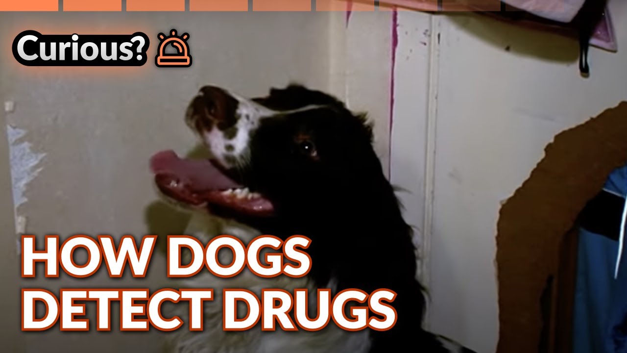 Inside the Metropolitan Police’s K9 Training Program | Send in The Dogs ...