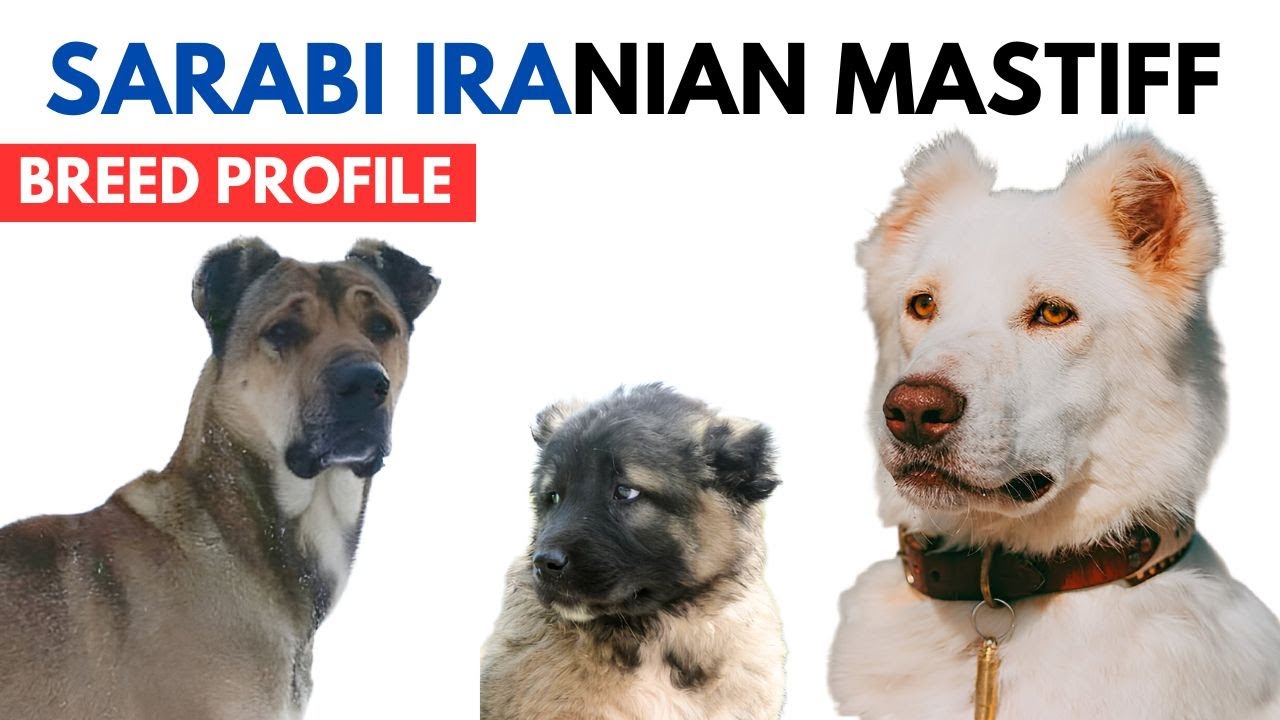 Sarabi Dog Breed Profile History - Price - Traits - Sarabi Iranian ...