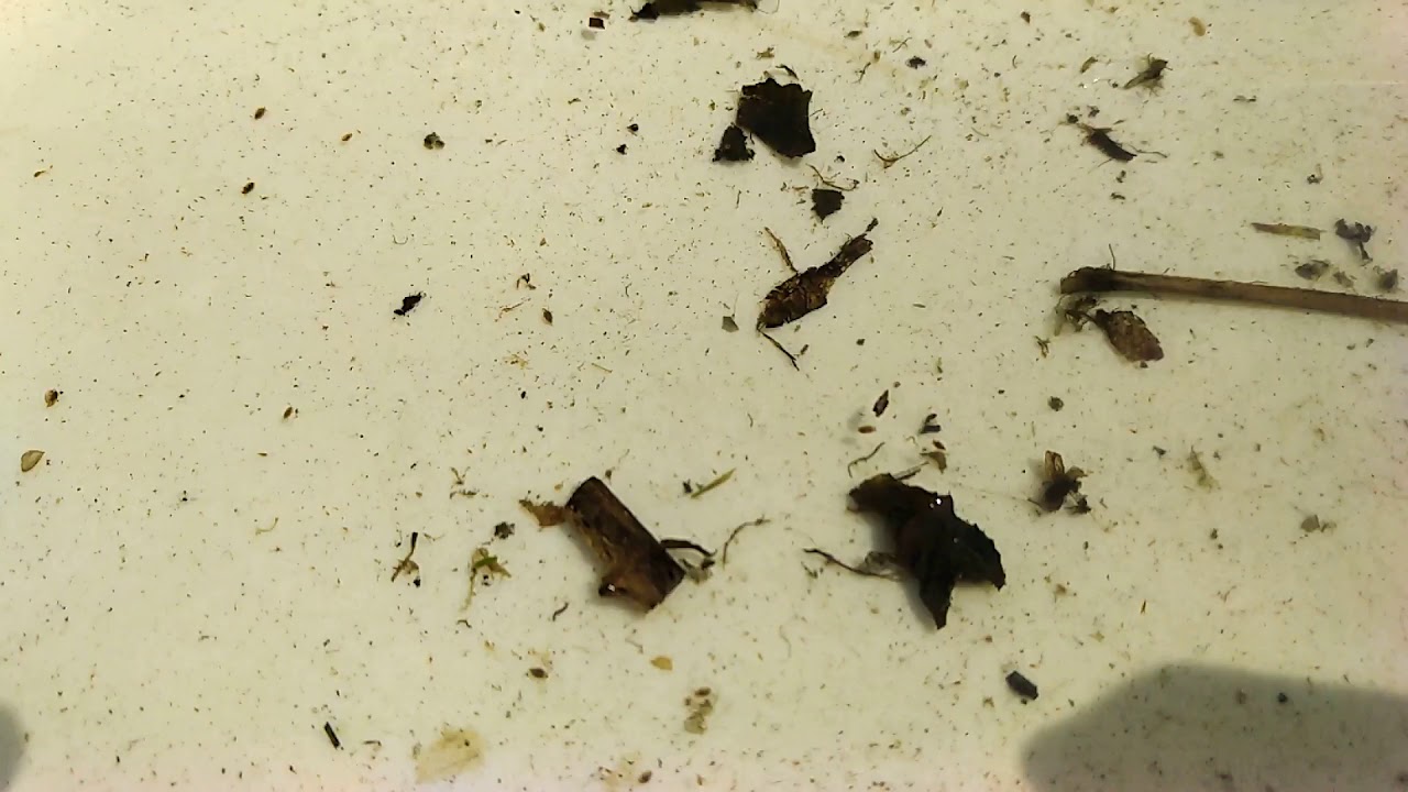 우리가 물이라고 부르는 것 : 물벼룩류 (Simocephalus sp.) - YouTube