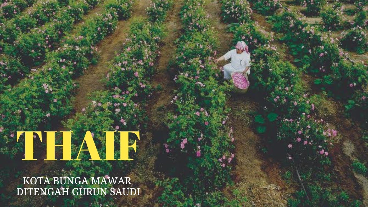 Thaif: Kota Bunga Mawar Ditengah Gurun Saudi - YouTube
