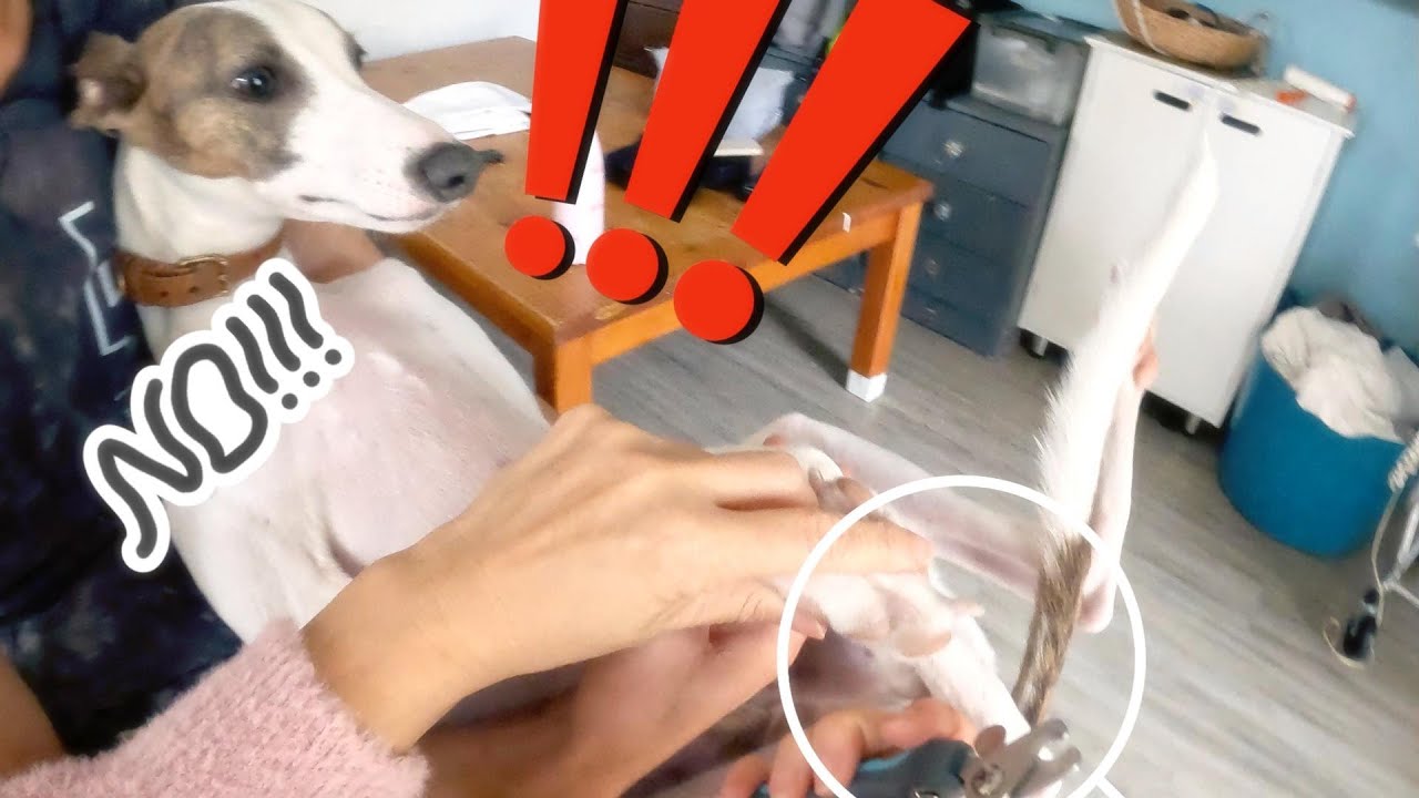 ＊はな と ビニー＊Cut Whippet's nail ウィペットの爪を切る - YouTube