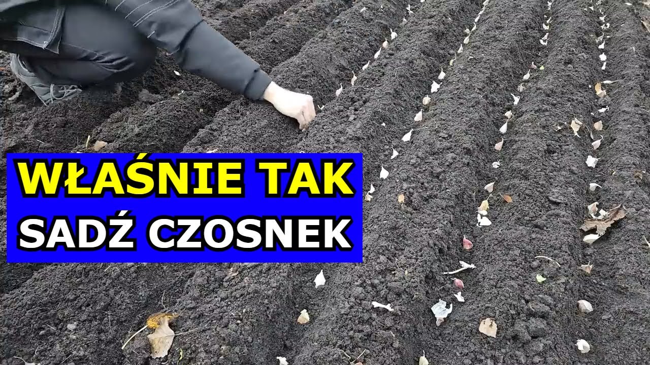 WŁAŚNIE TAK Sadź Czosnek. Jak i kiedy Sadzić Czosnek. Uprawa Czosnku ...