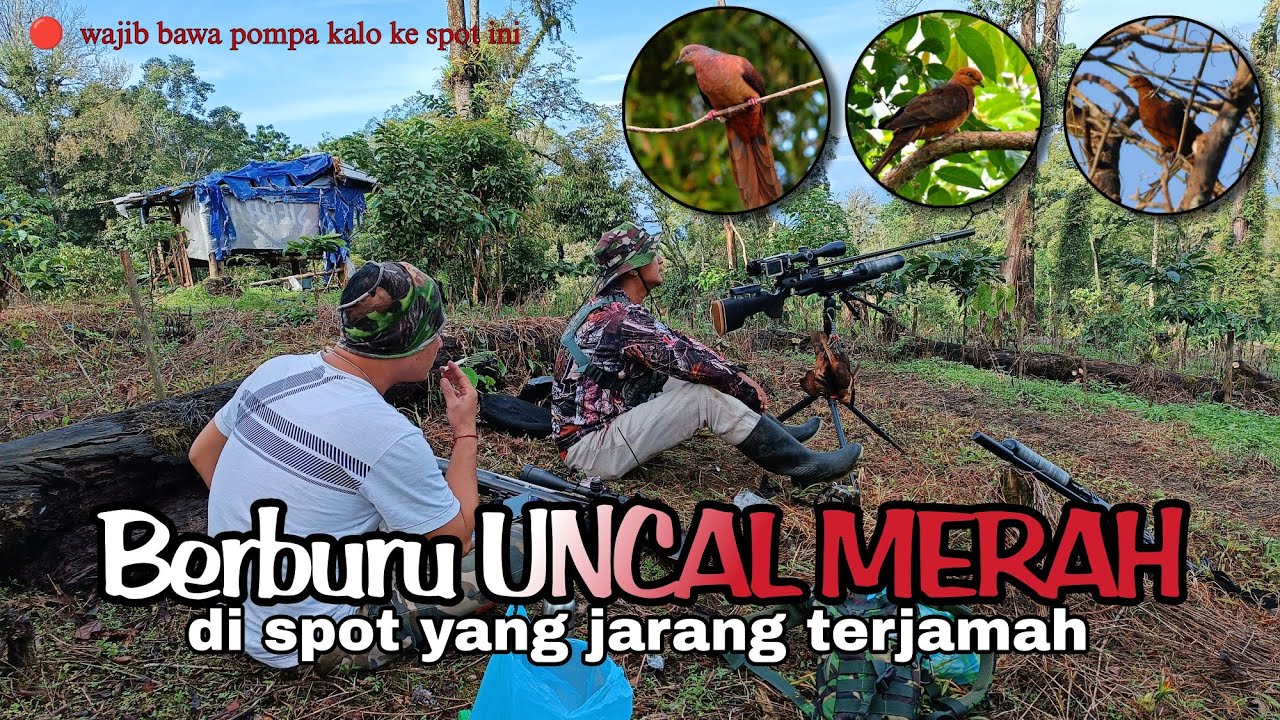 BERBURU BURUNG UNCAL MERAH!!! cuaca mendung bikin burung pada keluar ...