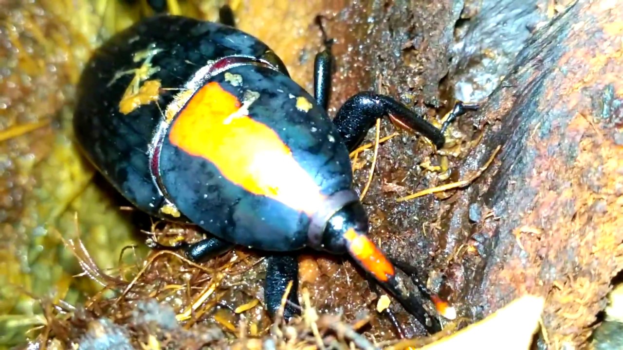 🐞Beetle shine (tembiluk) - YouTube