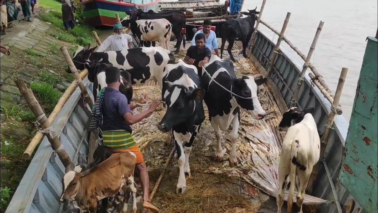 Cow Unloading at Very Popular Village Cattle Market | Cow Unloading ...