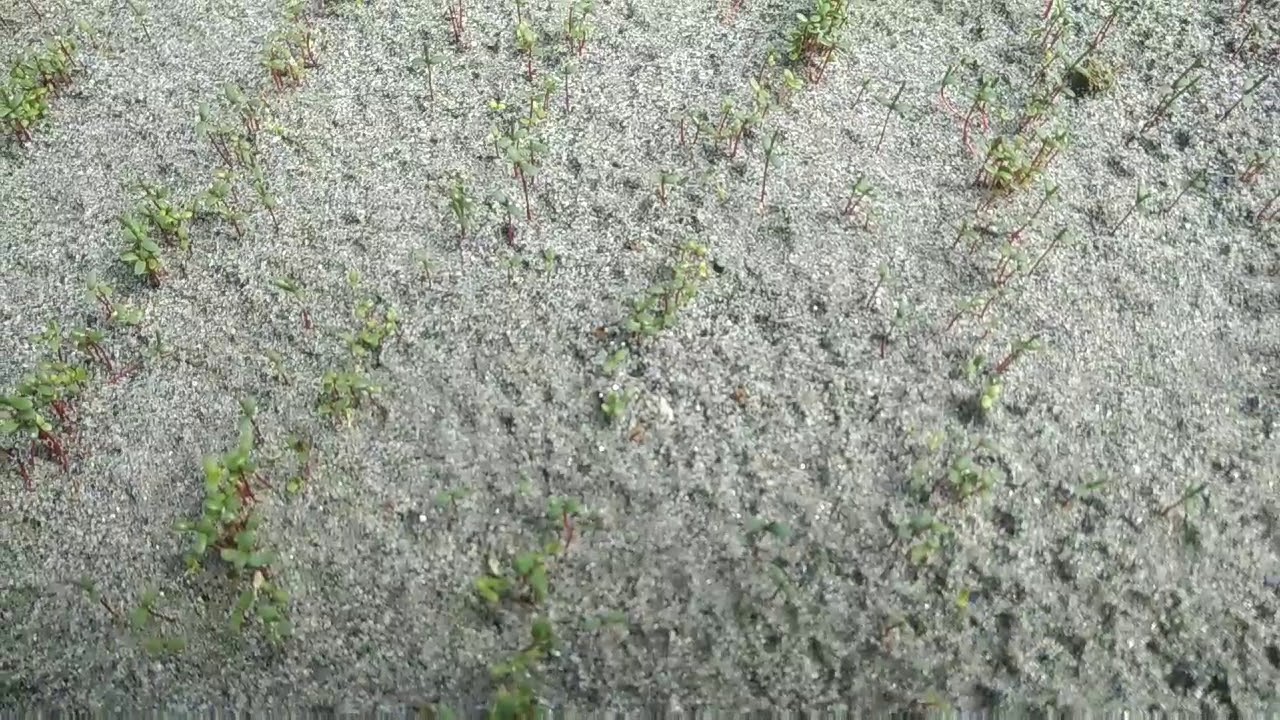 Casuarina equisetifolia seed germination - YouTube