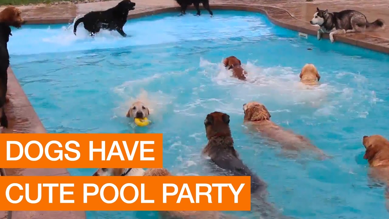 Dogs Have Cute Pool Party (Package) - YouTube