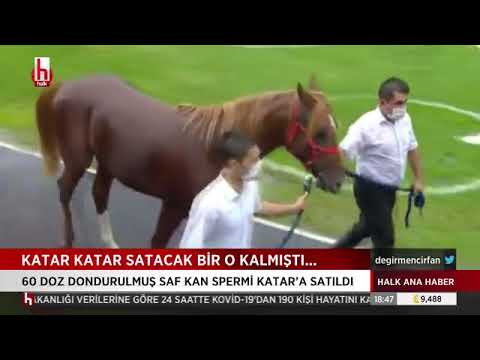 Borsa, arsa, konut, banka derken Katar, şampiyon atların spermlerini de almış
