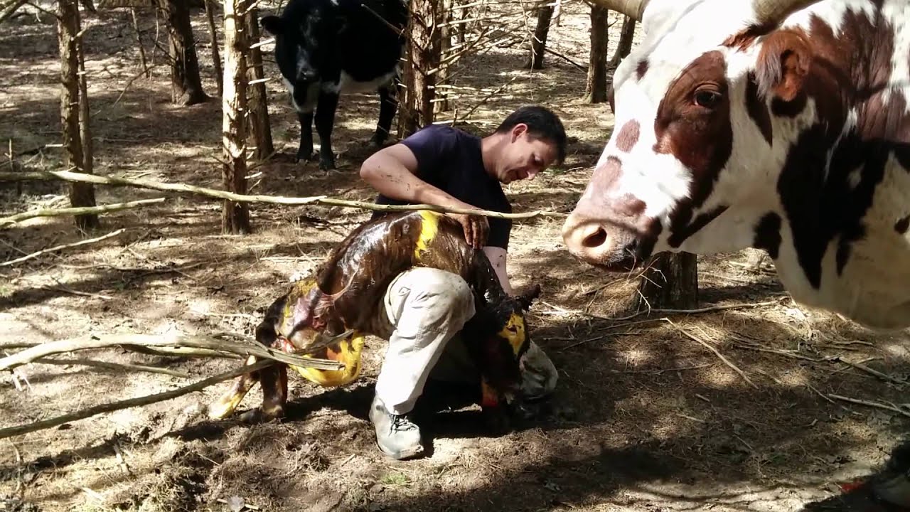 Lilly the Longhorn giving birth to a calf and having a little trouble ...