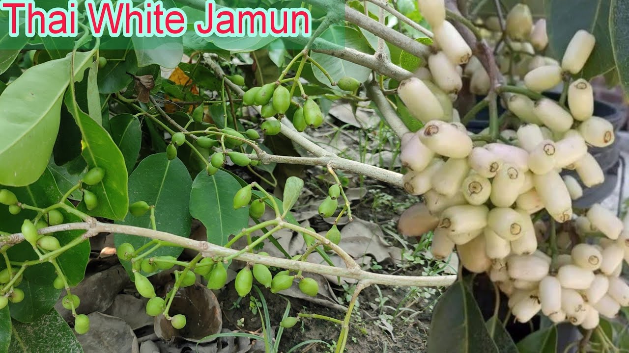 THAI WHITE JAMUN FARMING/THAI JAMUN PLANT NURSUREY/ THAI WHITE JAMUN ...