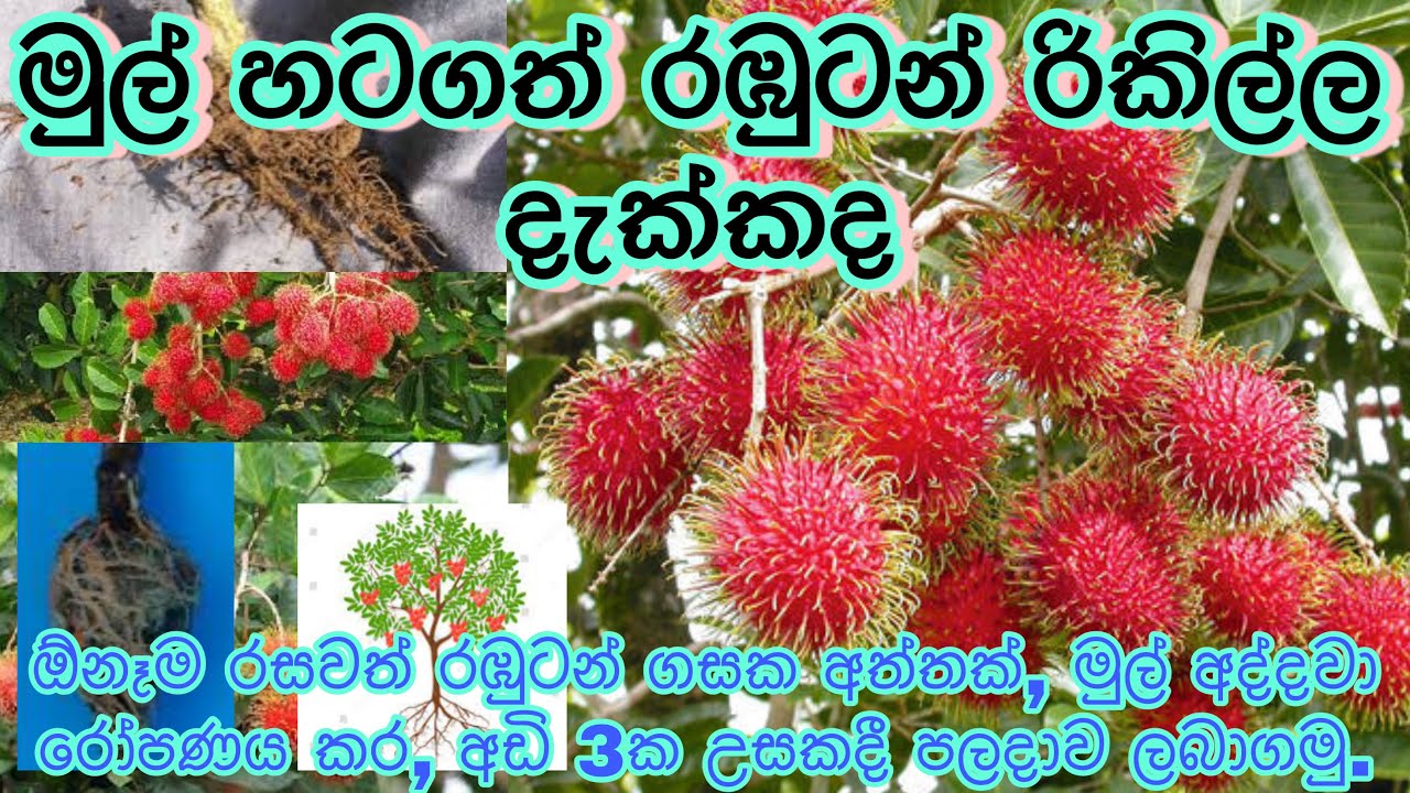 How to root and plant a rambutan branch @ceylonnewsglobal6889 - YouTube