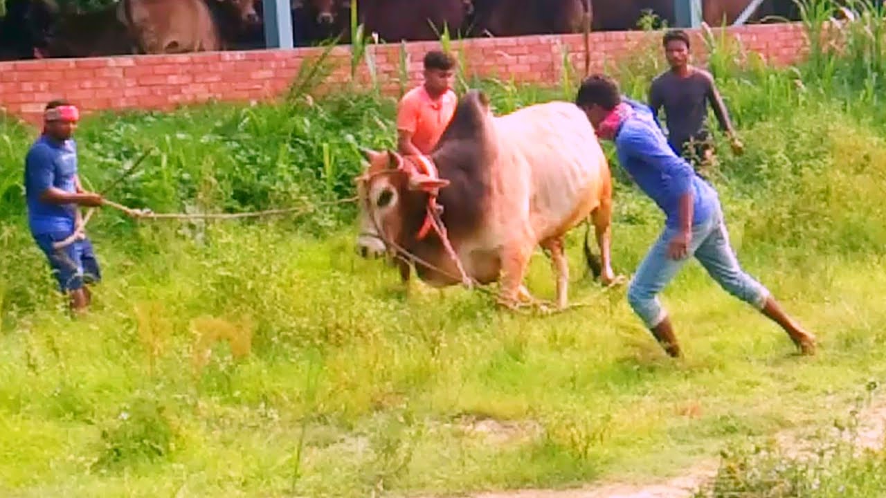 pagla goru 2021 || Pagla gorur paglami || cow videos - YouTube