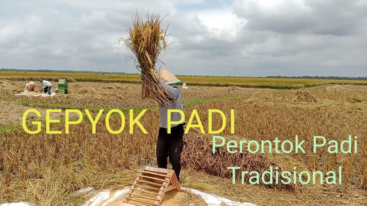|| GEPYOK PADI || Perontok Padi Manual@tvabahcom2247 - YouTube